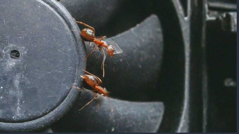 Why is my computer full of ants and How to Fix – Volta PC – Home of ...